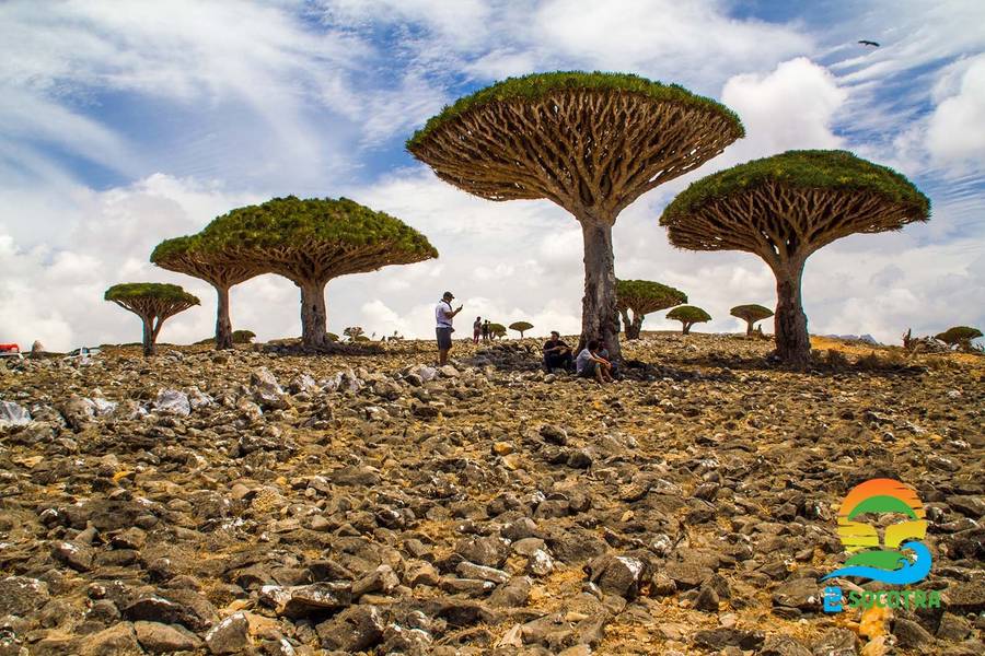 Diksam Plateau – 2SOCOTRA